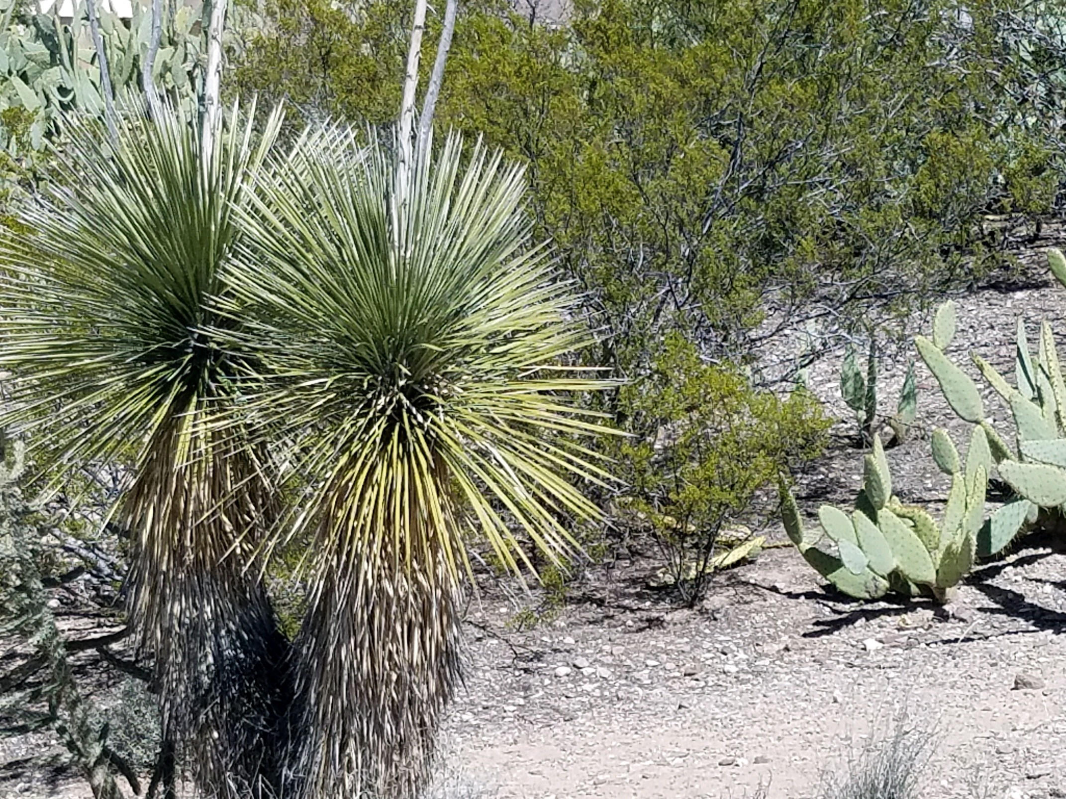 Soap Making – DCA Educates