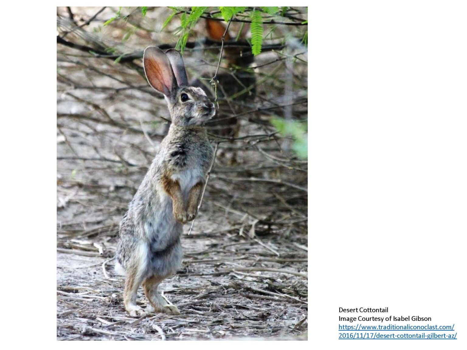 Animals of the Chihuahuan Desert – DCA Educates