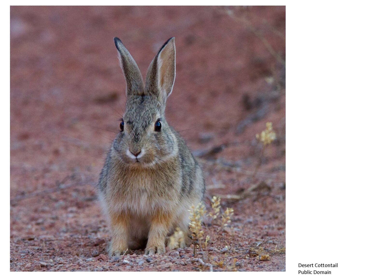 Animals of the Chihuahuan Desert – DCA Educates
