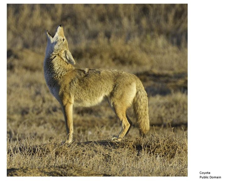 Animals of the Chihuahuan Desert – DCA Educates