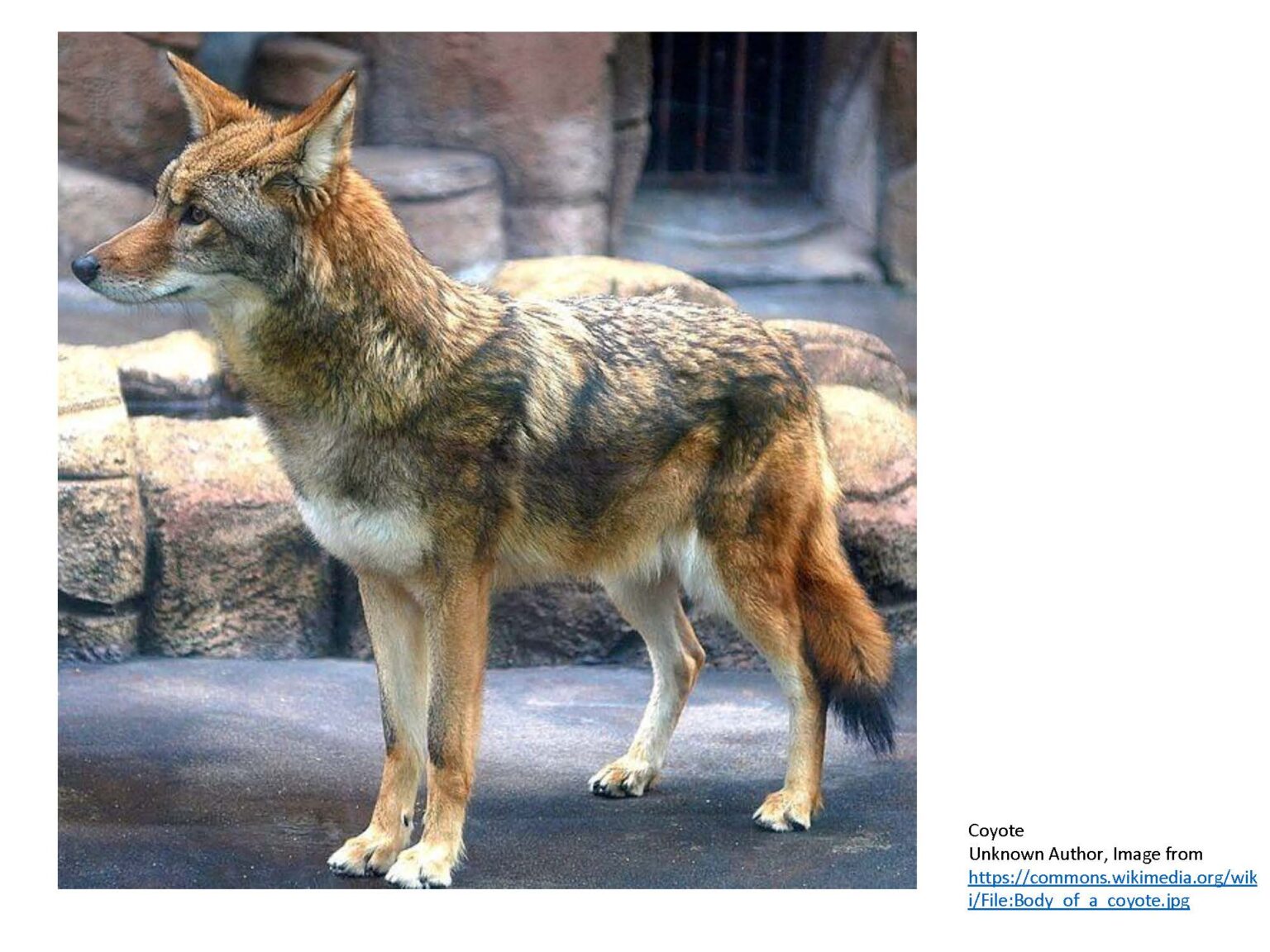Animals of the Chihuahuan Desert – DCA Educates